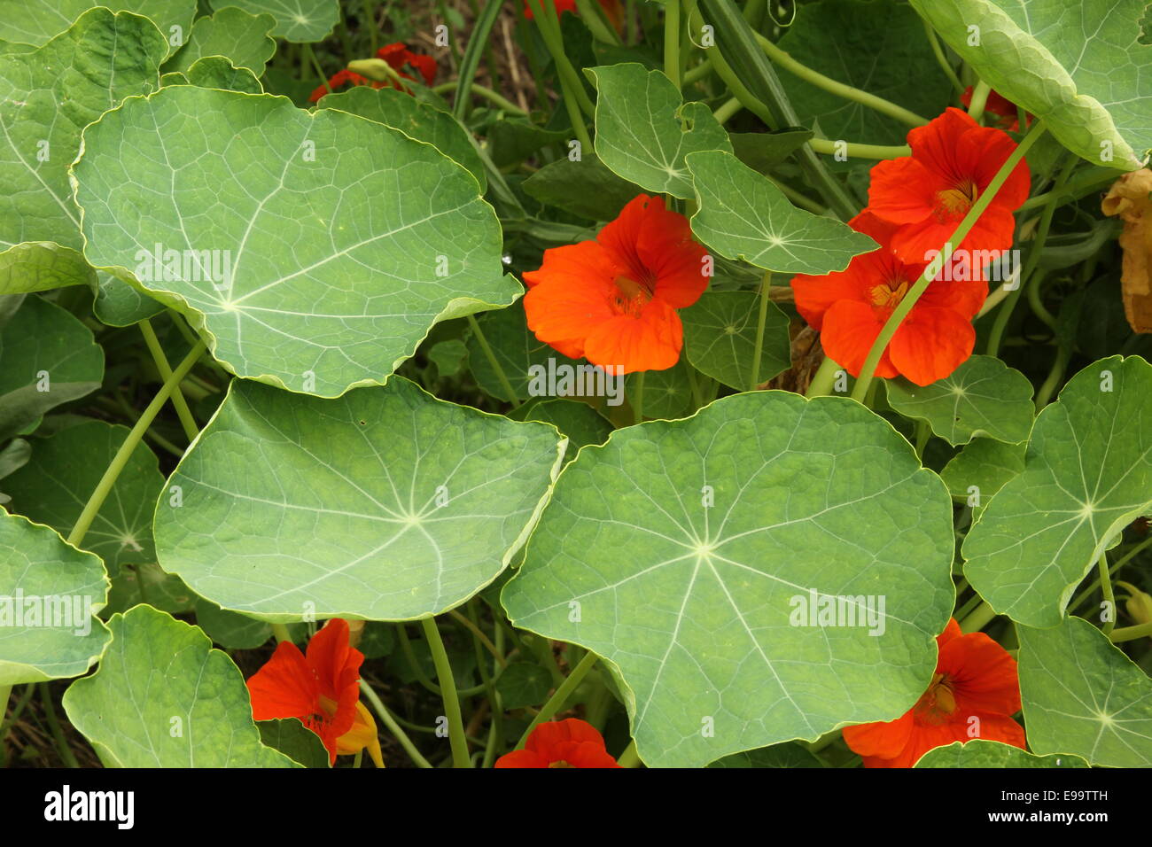 Famille de capucines Banque de photographies et d’images à haute ...