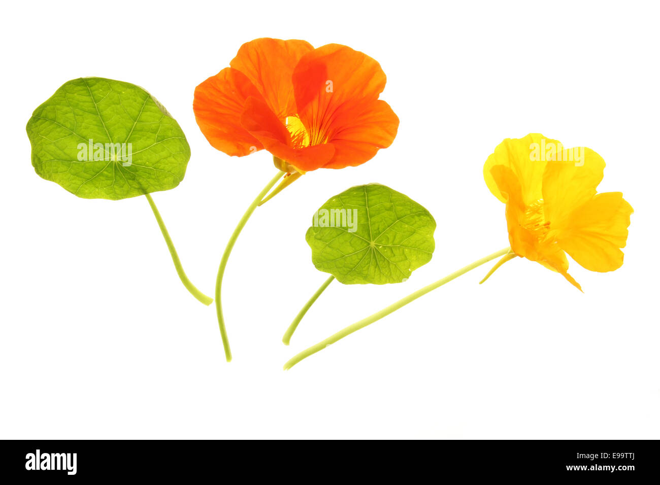 Famille de capucines Banque de photographies et d’images à haute ...