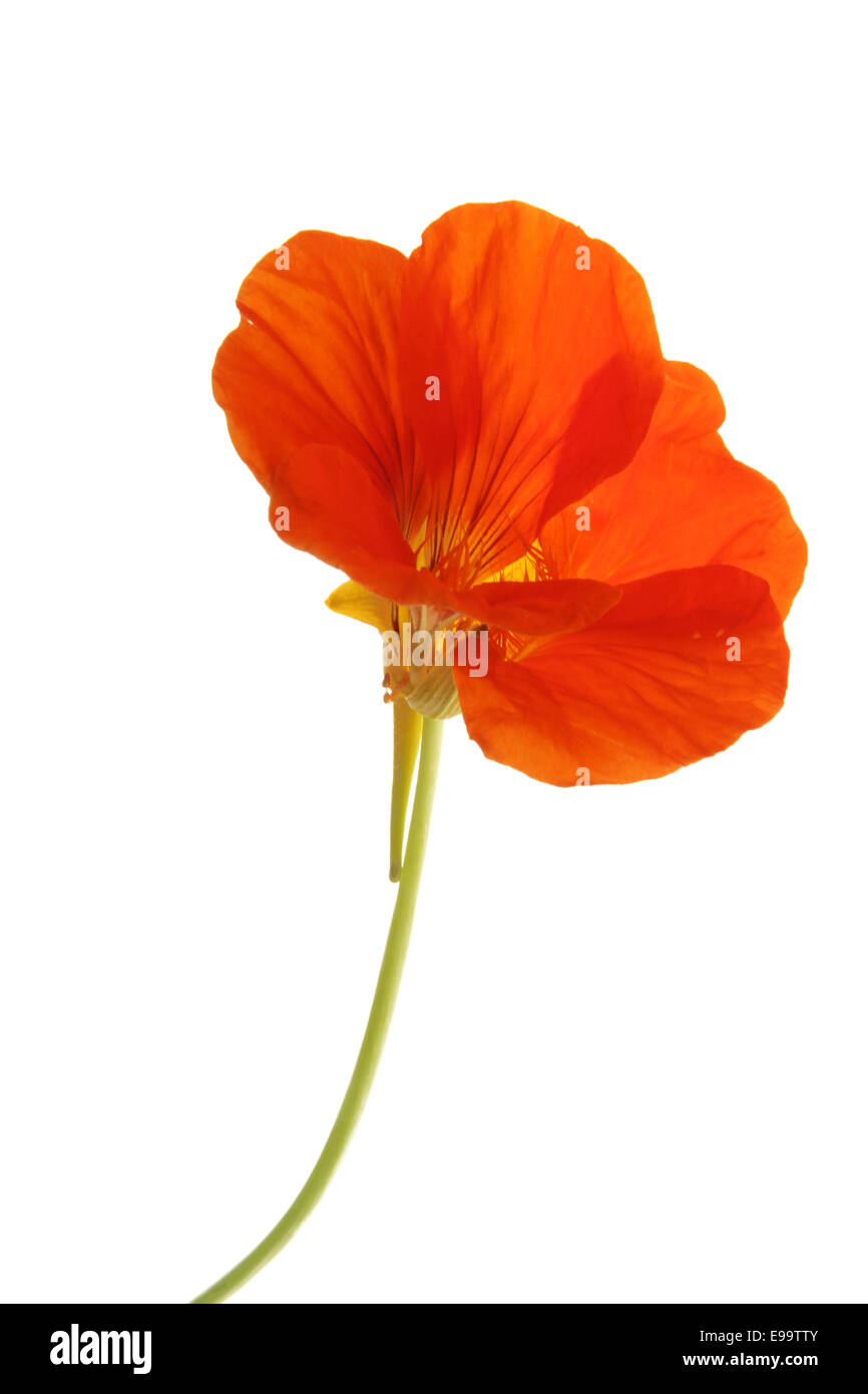 Famille de capucines Banque de photographies et d’images à haute ...