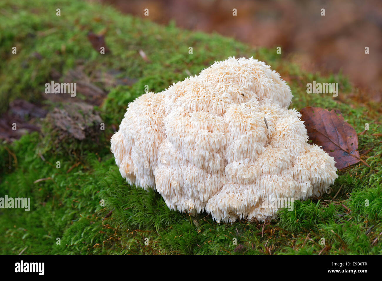 Champignon dent de corail Banque de photographies et d’images à haute ...