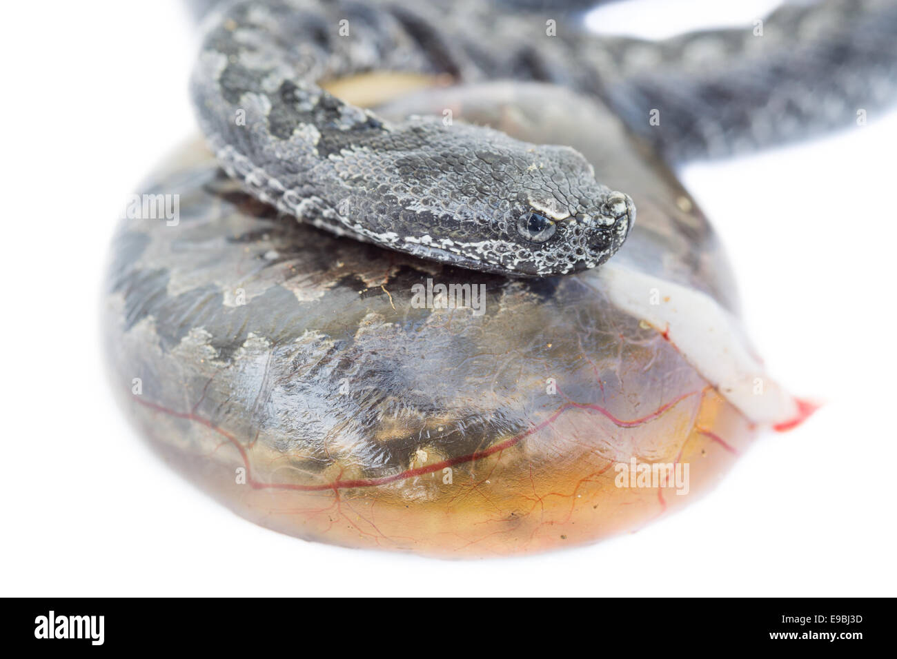 Gros plan du bébé serpent vipère Vipera latastei, oeufs et Photo Stock ...