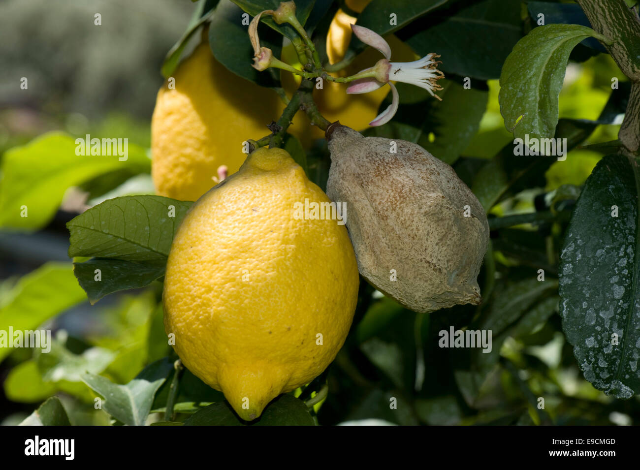 La moisissure grise, Botrytis cinerea, la pourriture des fruits sur l ...