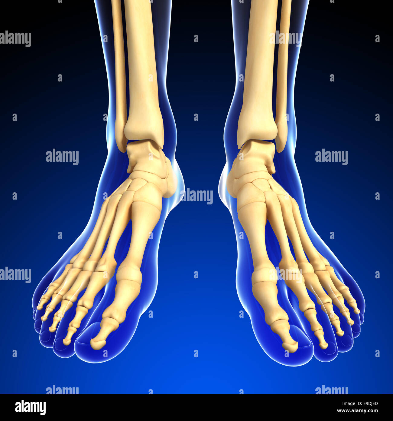 Anatomie du pied humain Banque de photographies et d’images à haute ...