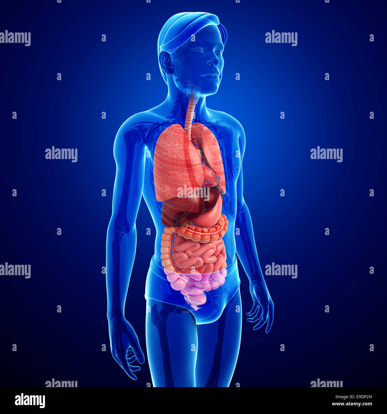 Anatomie du système digestif Photo Stock - Alamy