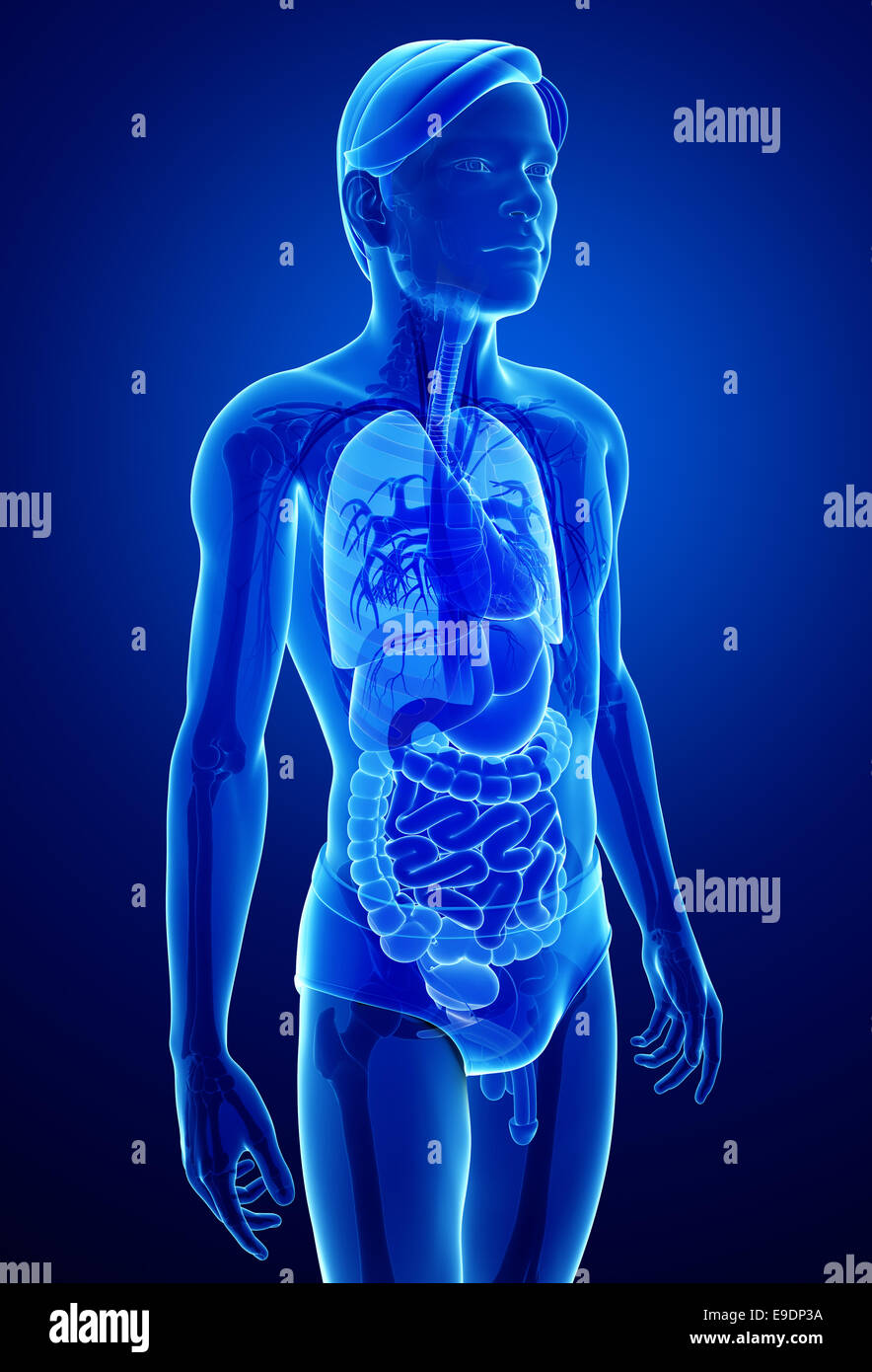 Anatomie du système digestif Photo Stock - Alamy