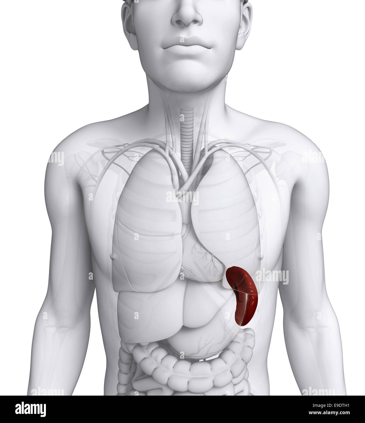 Anatomie de la rate Banque de photographies et d’images à haute ...