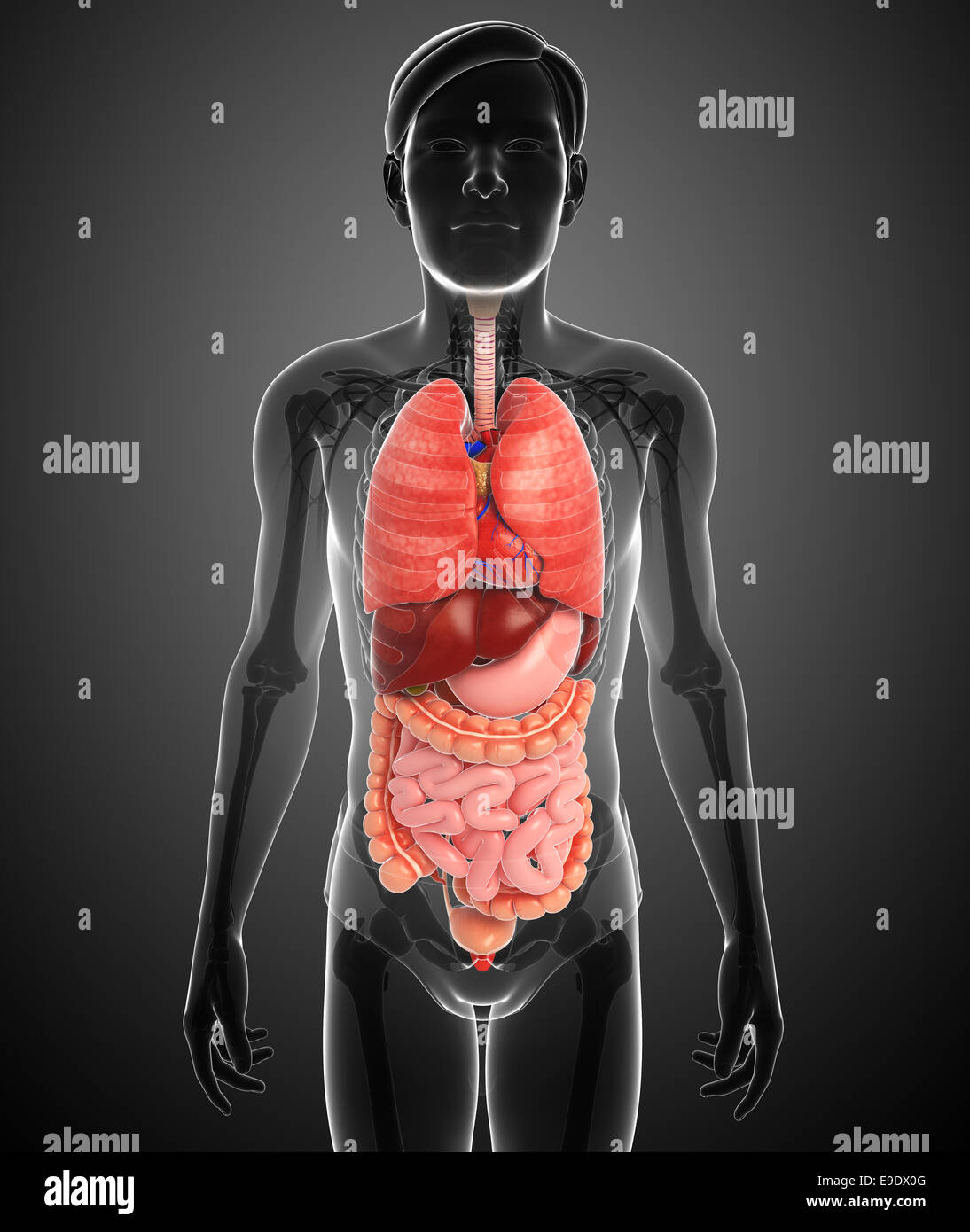 Anatomie du système digestif Photo Stock - Alamy