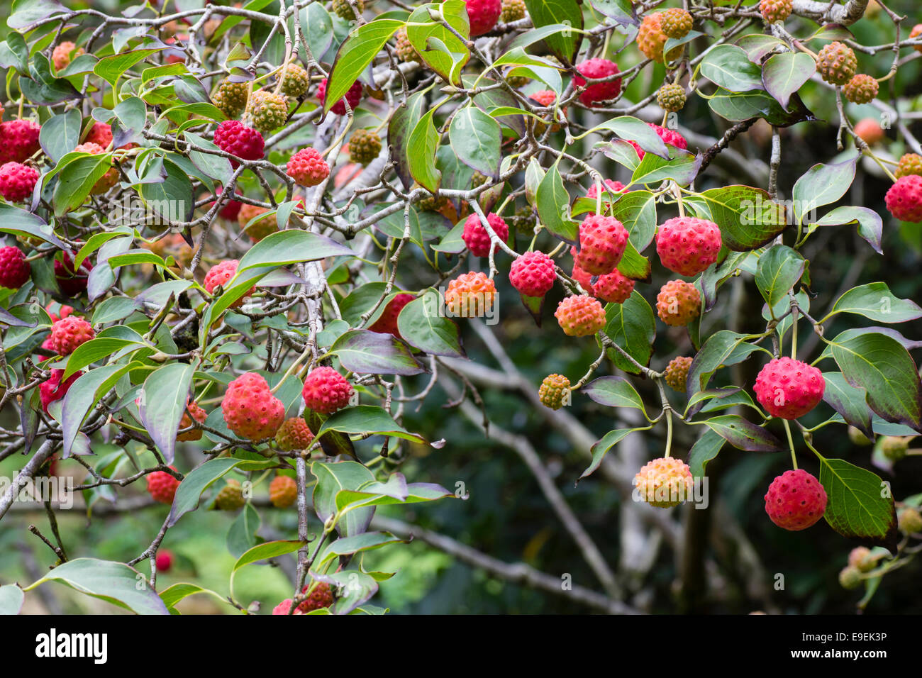 Cornus kousa dogwood flowering dogwood Banque de photographies et d ...
