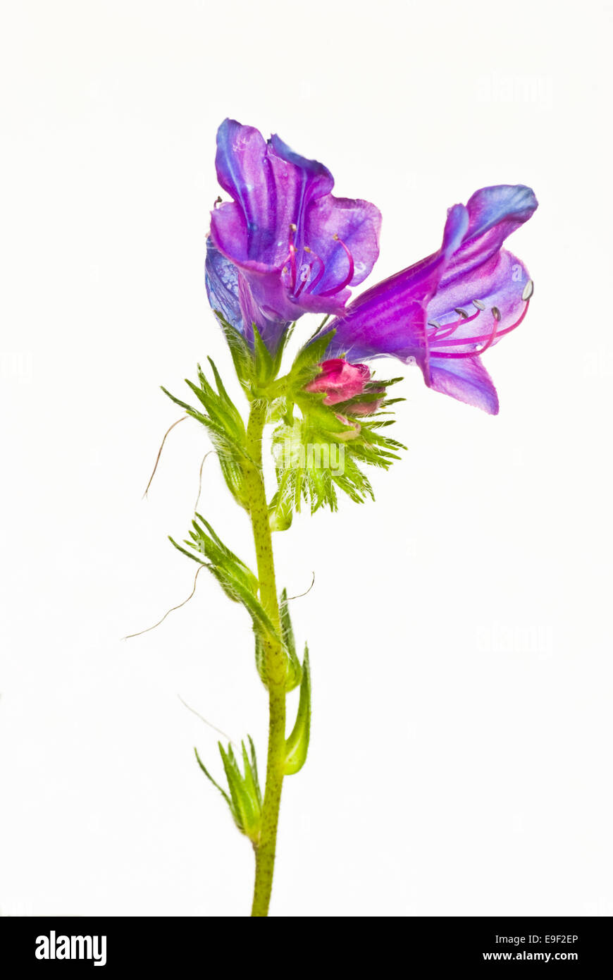 La vipérine à feuilles de plantain Echium plantagineum,fleurs, aka ...