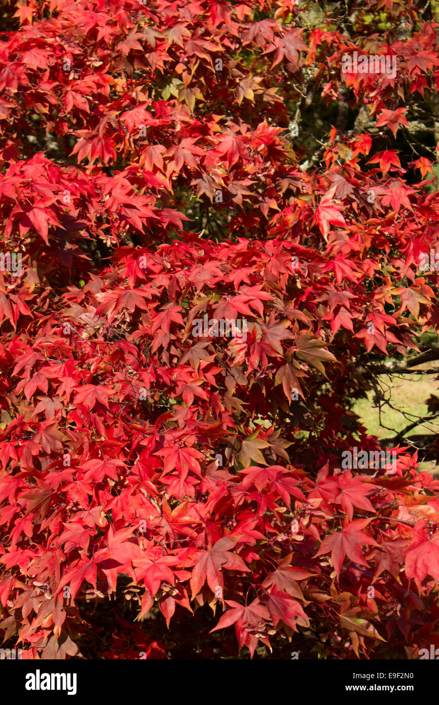 Japanese maple acer palmatum Banque de photographies et d’images à ...