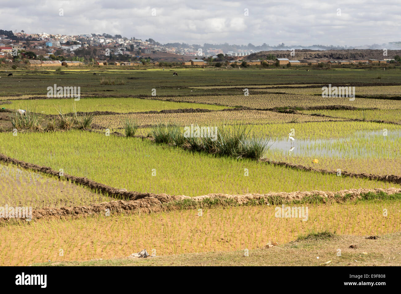 Paddy field madagascar Banque de photographies et d’images à haute ...
