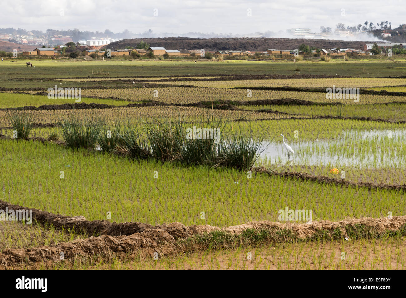 Paddy field madagascar Banque de photographies et d’images à haute ...