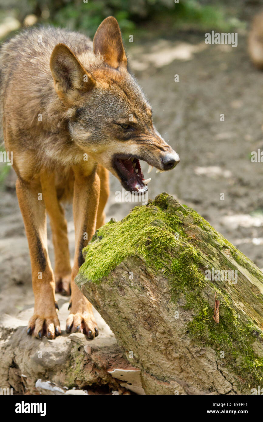 Canis lupus signatus Banque de photographies et d’images à haute ...