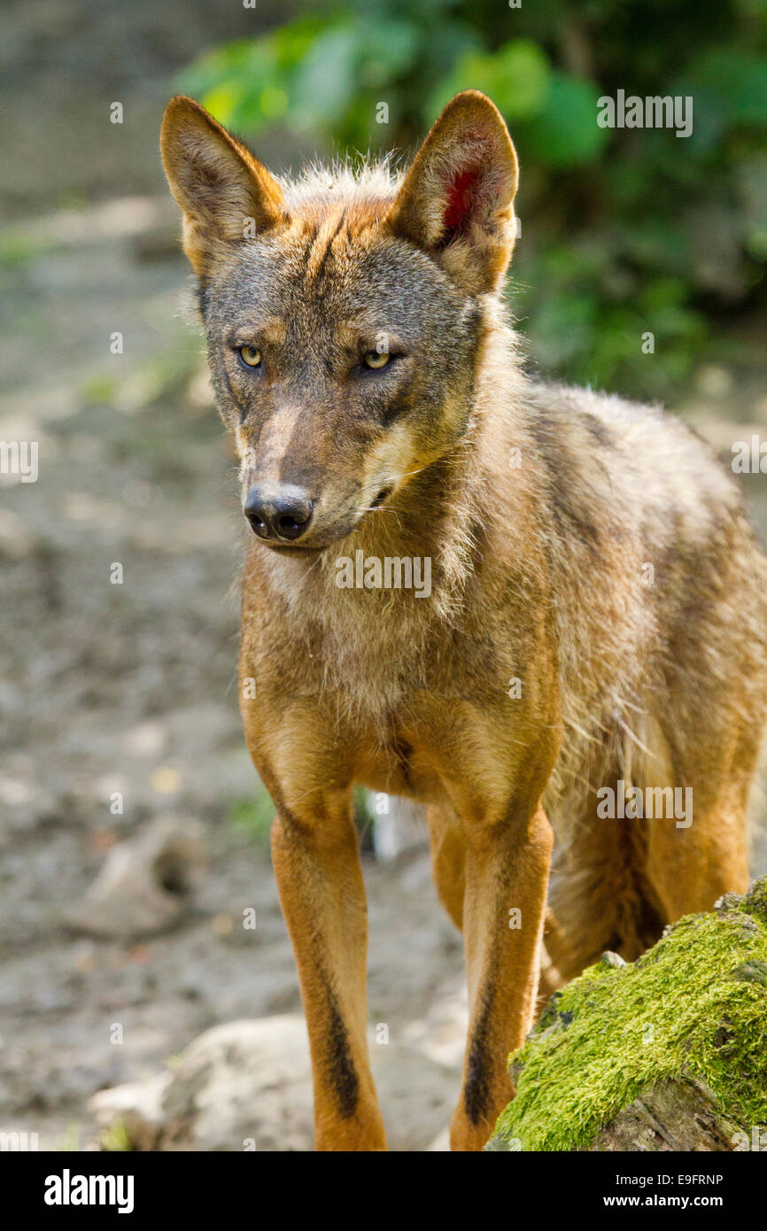 Canis lupus signatus Banque de photographies et d’images à haute ...