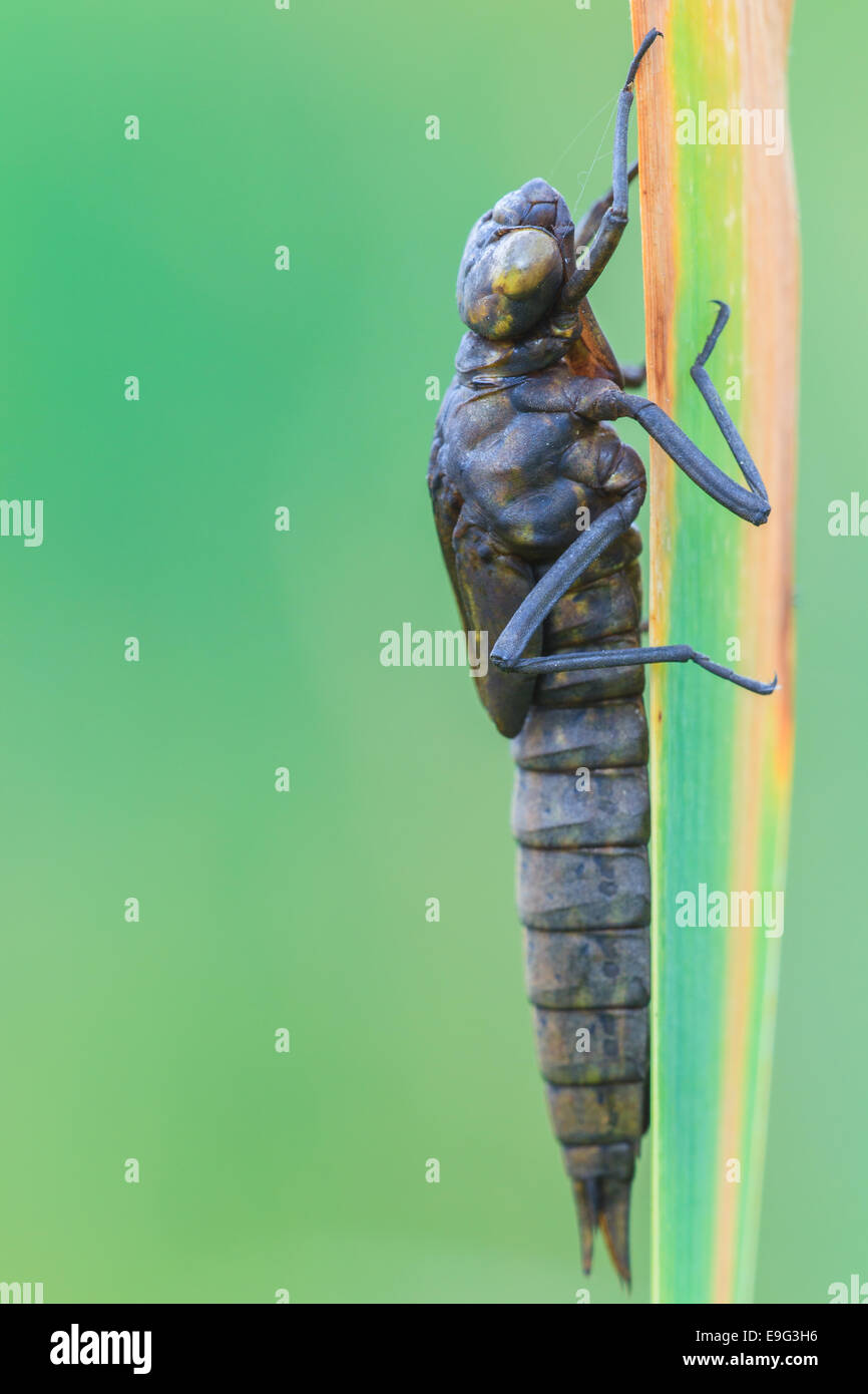 Larve de libellule Banque de photographies et d’images à haute ...