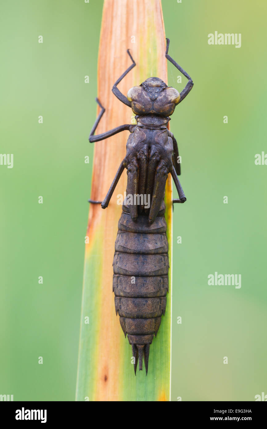 Larve de libellule Banque de photographies et d’images à haute résolution - Alamy