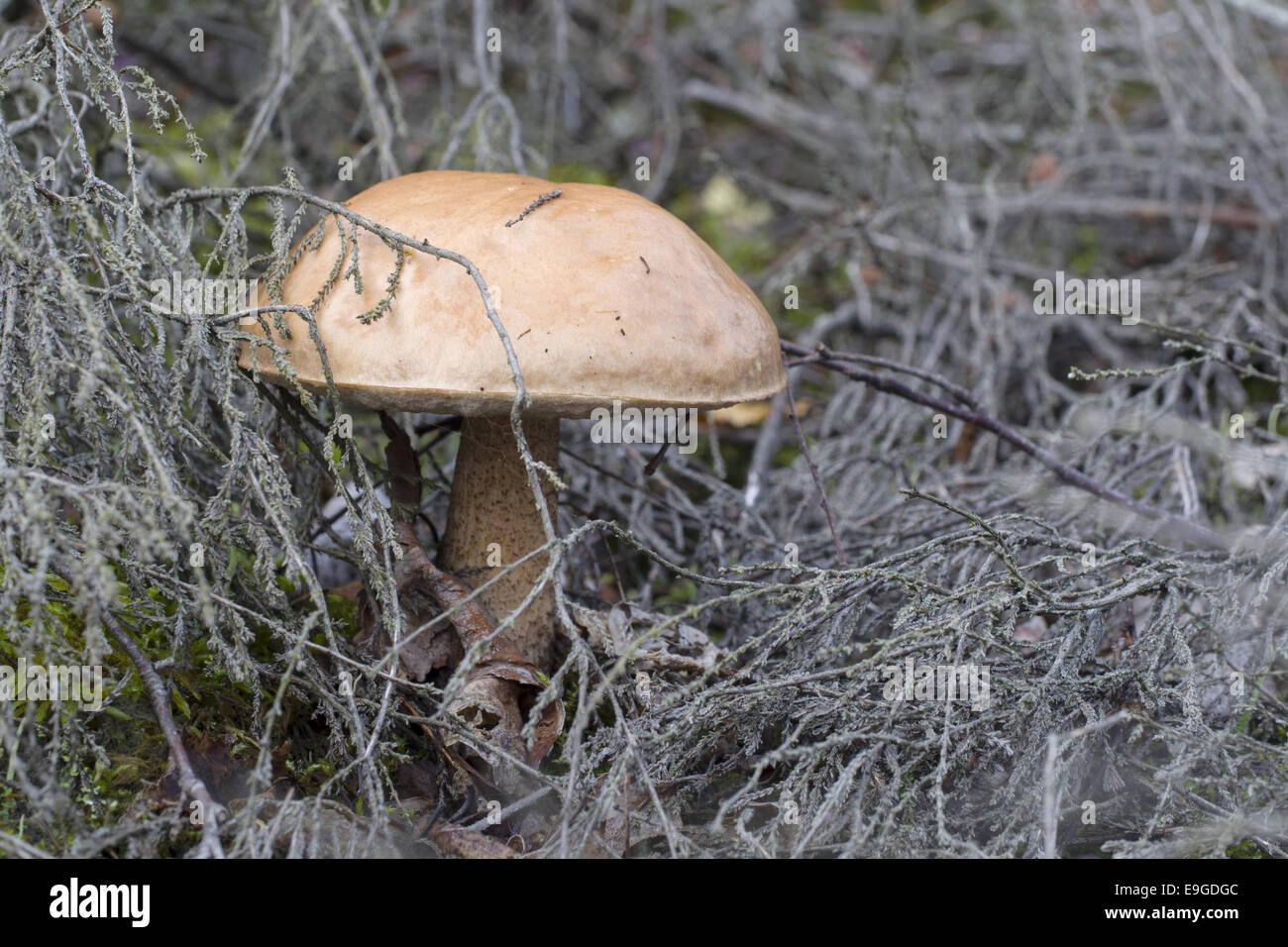 Bitter bolete Banque de photographies et d’images à haute résolution ...