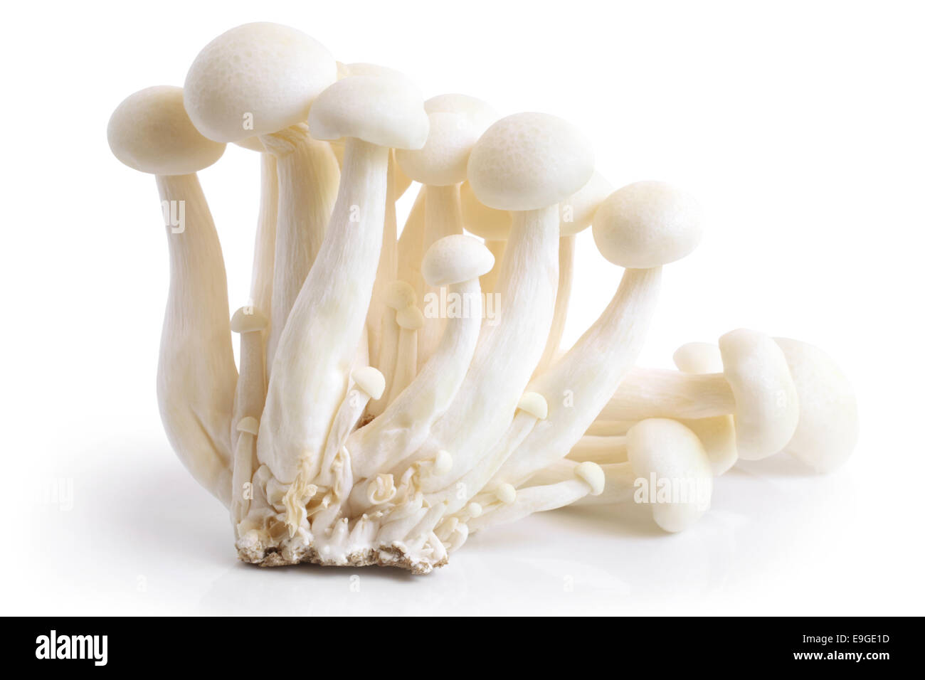 Champignons enoki flammulina Banque de photographies et d’images à ...