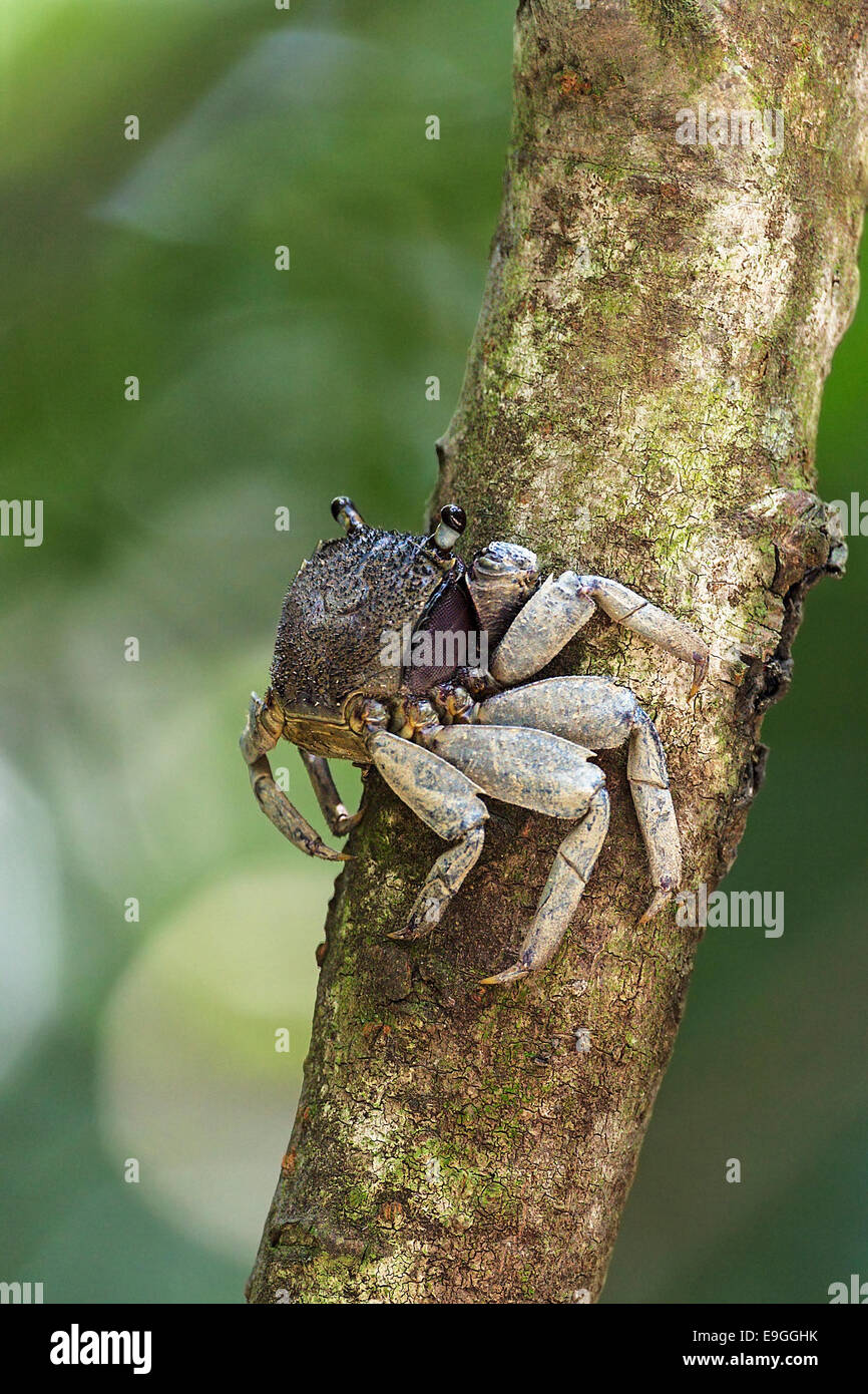 Crabe Des Mangroves Banque d'image et photos - Alamy
