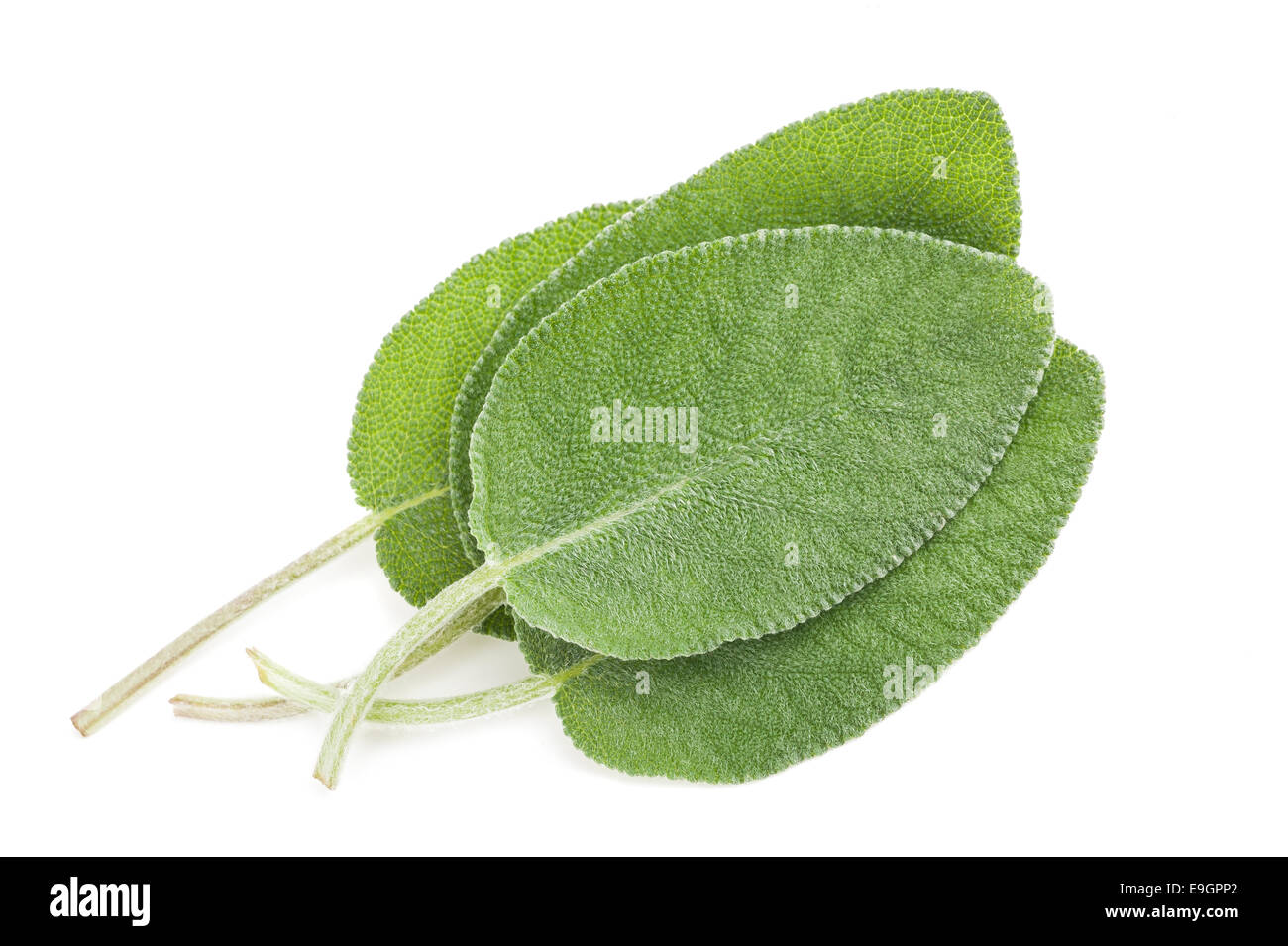 Brin de feuilles de sauge Banque de photographies et d’images à haute ...