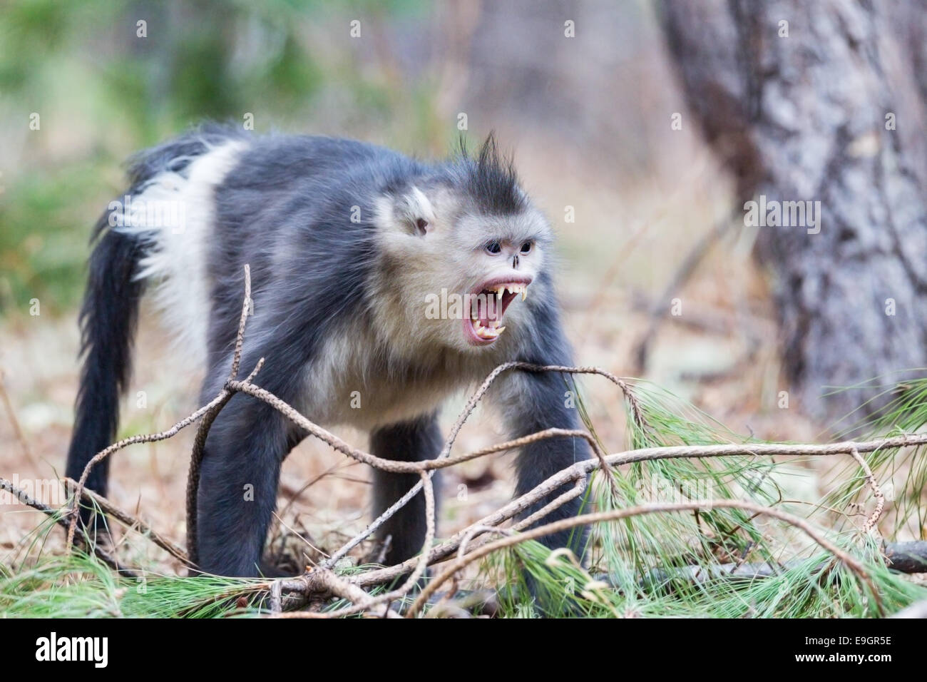 Yunnan mâles subadultes snub-nosed Monkey (Rhinopithecus bieti ...