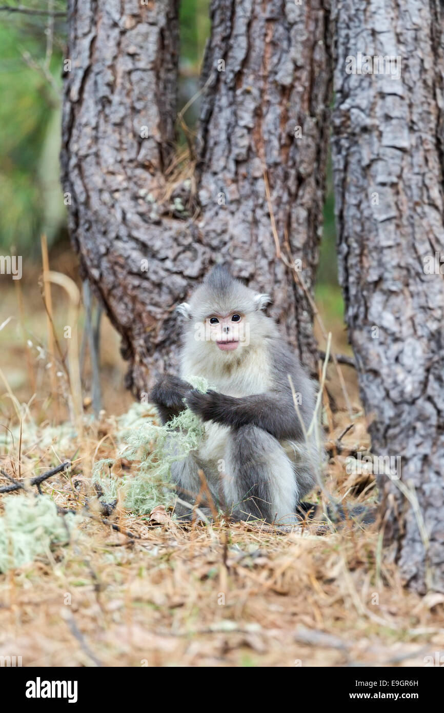 Yunnan juvénile snub-nosed Monkey (Rhinopithecus bieti) à la base de l ...