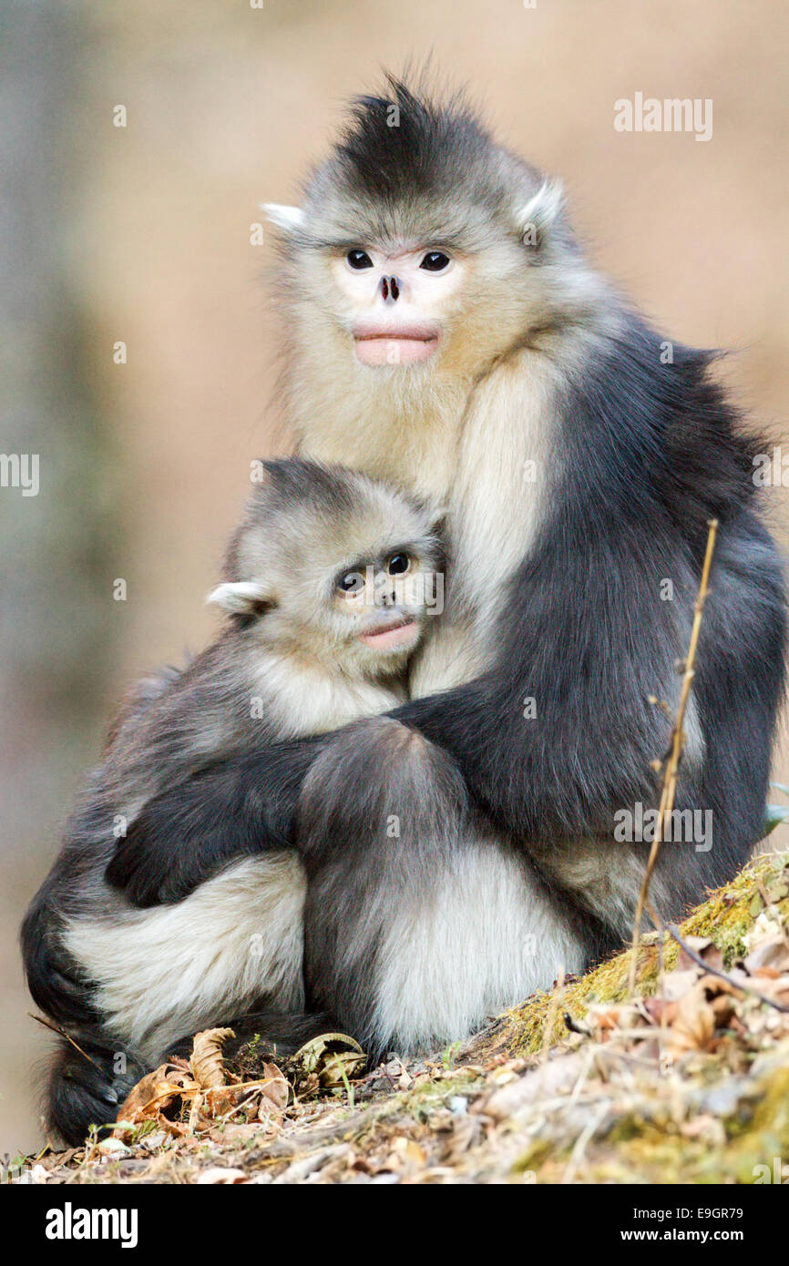 Rhinopithecus bieti femelle Banque de photographies et d’images à haute ...