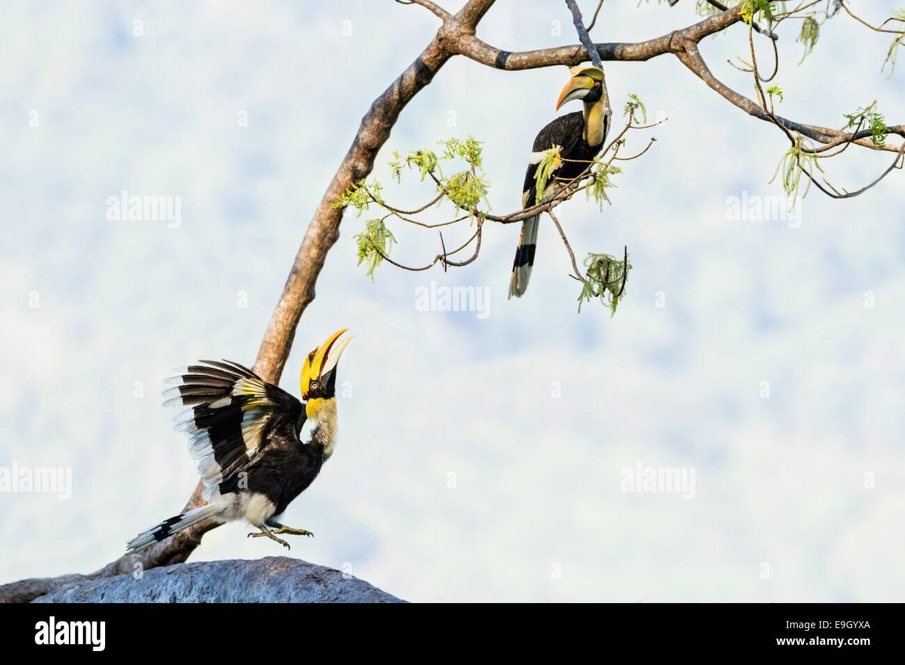 Un affichage grand calao (Buceros bicornis) observé par un autre dans ...
