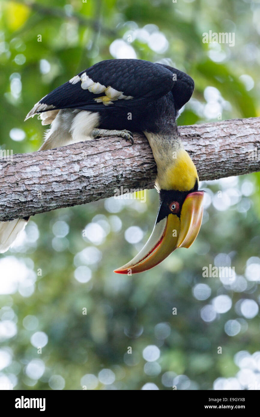 Femelle adulte Grand calao (Buceros bicornis) dans la canopée de la ...