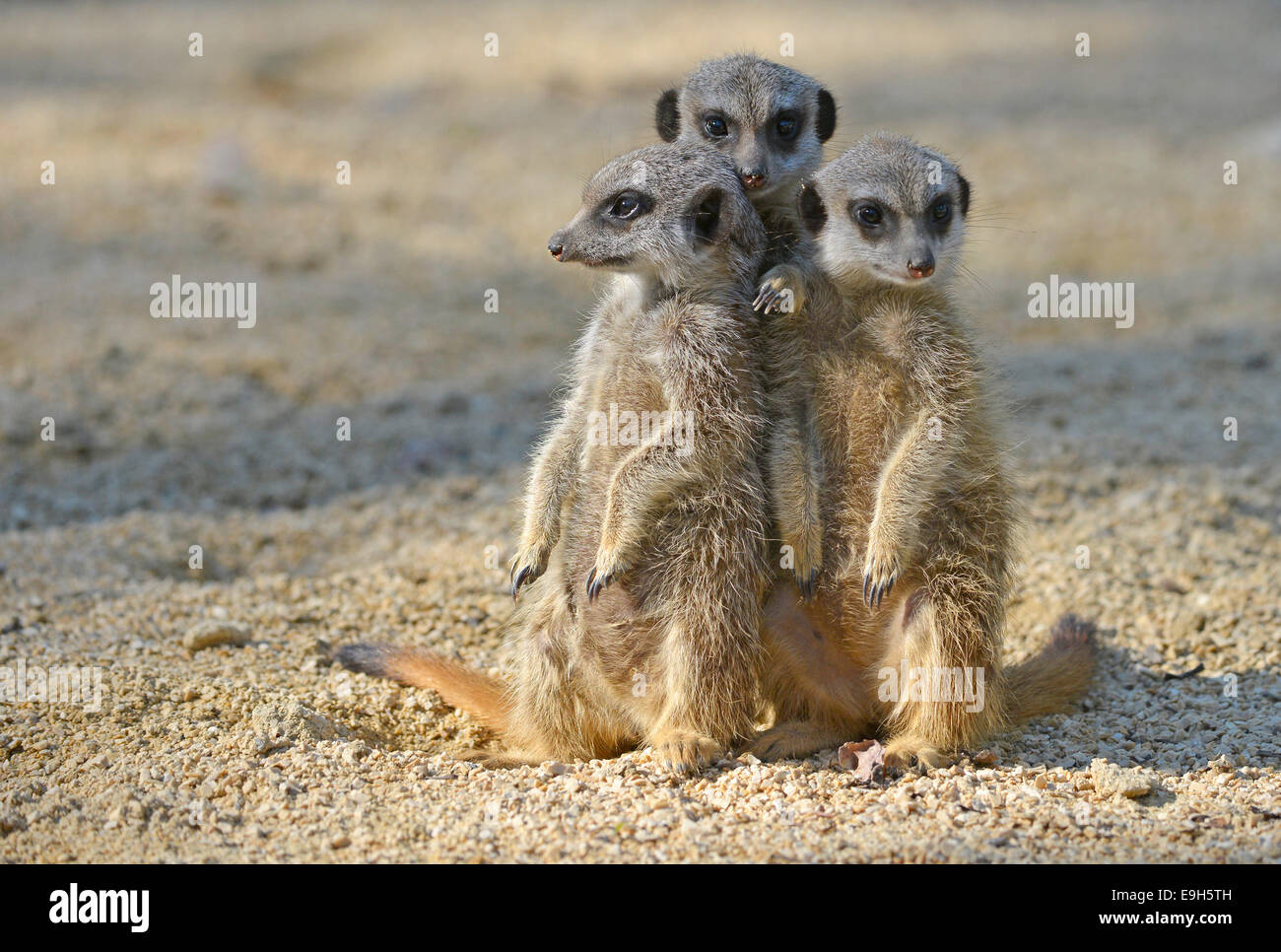 Les suricates (Suricata suricatta), pups, originaire d'Afrique, captive ...