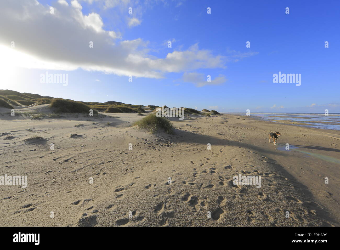 Paysage de dunes mer du nord Banque de photographies et d’images à ...