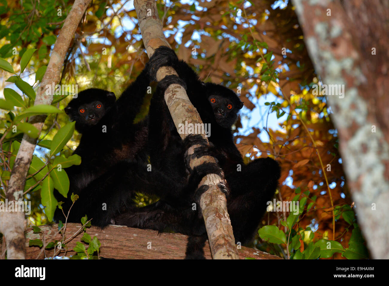 Les propithèques soyeux du Perrier (Propithecus perrieri), espèce en ...