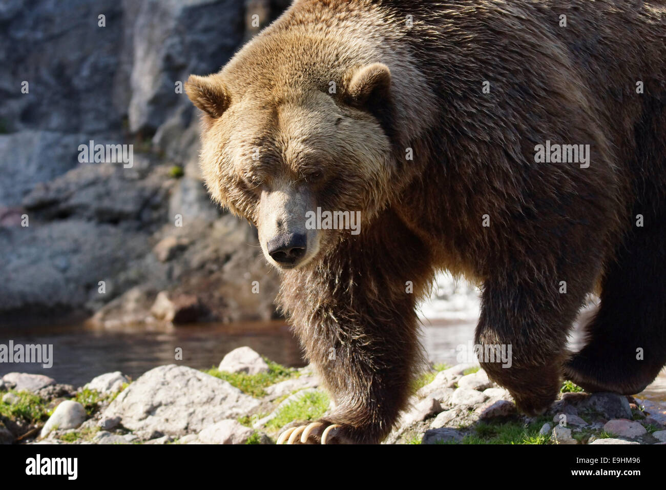 Grizzly bear male ursus arctos horribilis male grizzly bear Banque de photographies et d’images ...