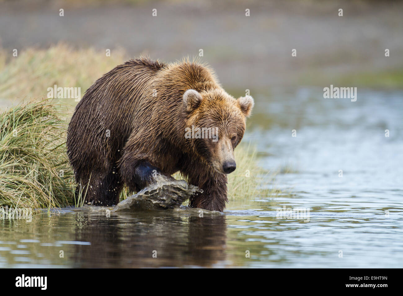 Ours alaska Banque de photographies et d’images à haute résolution - Alamy