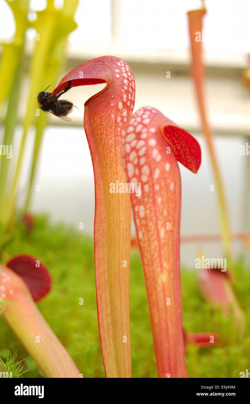 Glasgow ecosse sarracenia plante carnivore jardins botaniques insecte ...