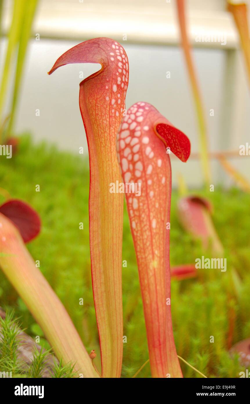 Glasgow ecosse sarracenia plante carnivore jardins botaniques insecte ...