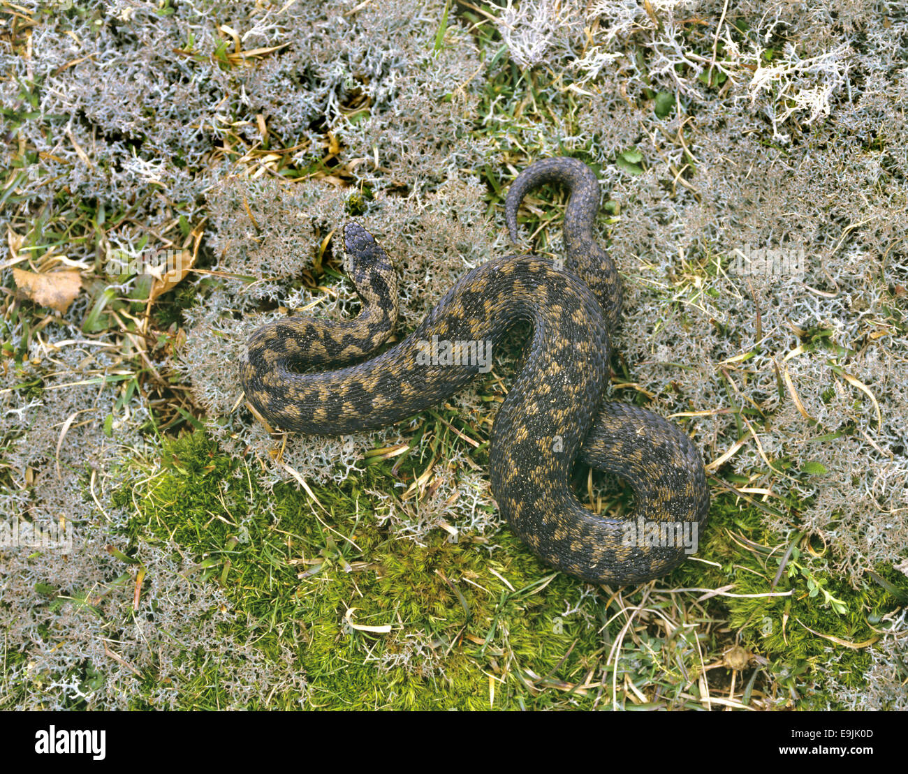 Viper berus Banque de photographies et d’images à haute résolution - Alamy