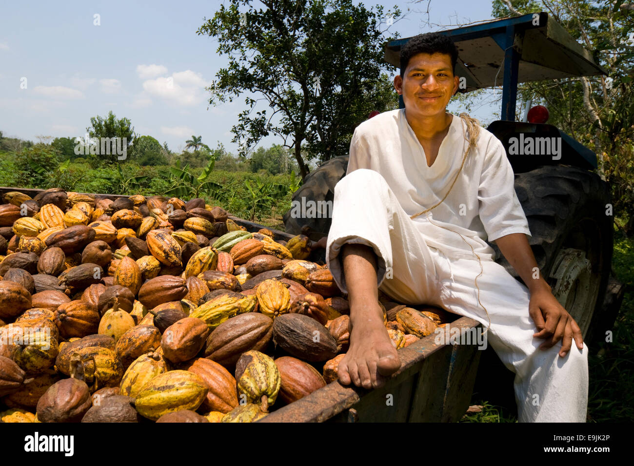 Fruits de cacao hacianda cacaotera Banque de photographies et d’images ...