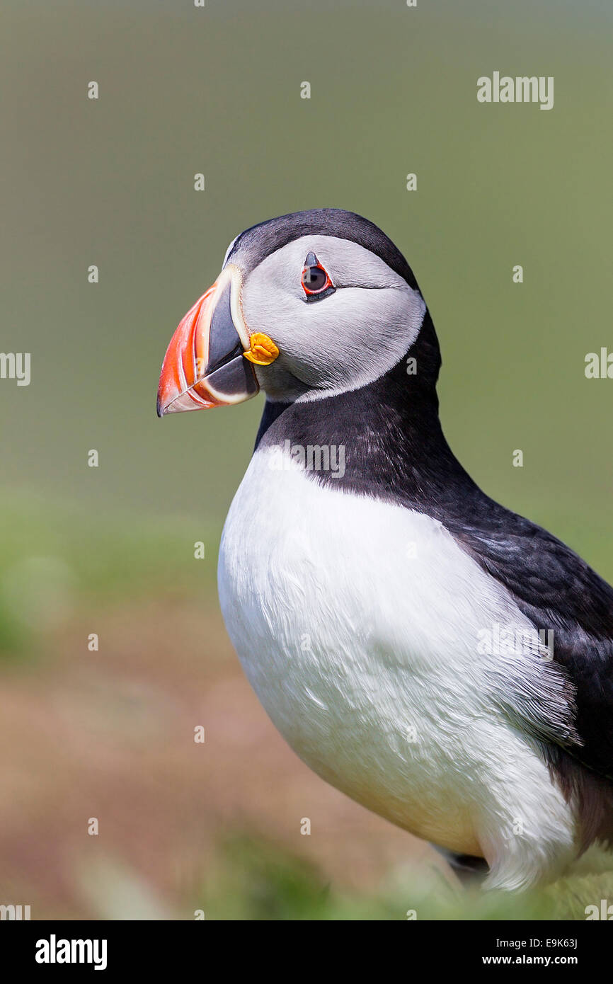 Gros Plan De Macareux Banque d'image et photos - Alamy