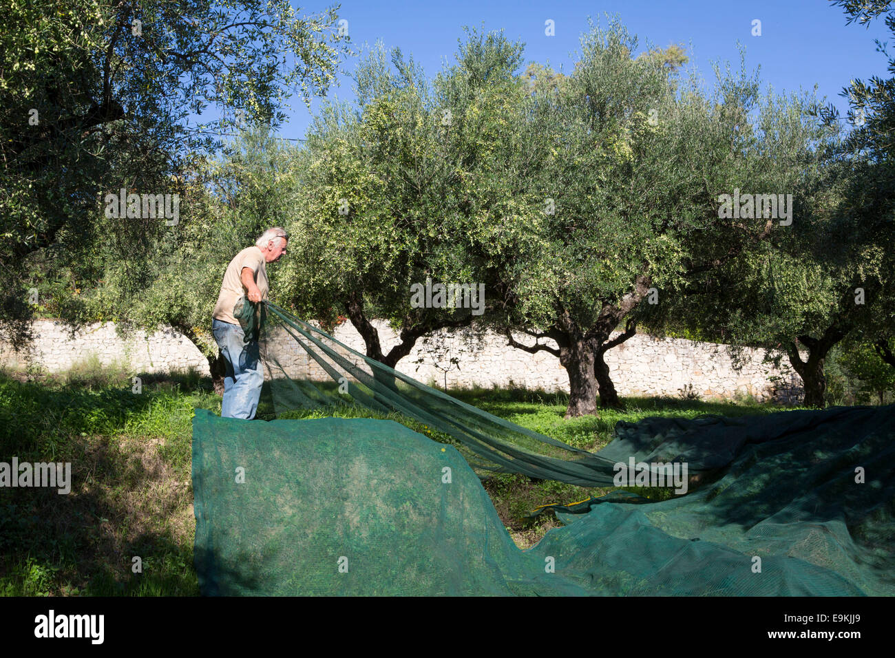 Harvesting olives Banque de photographies et d’images à haute ...