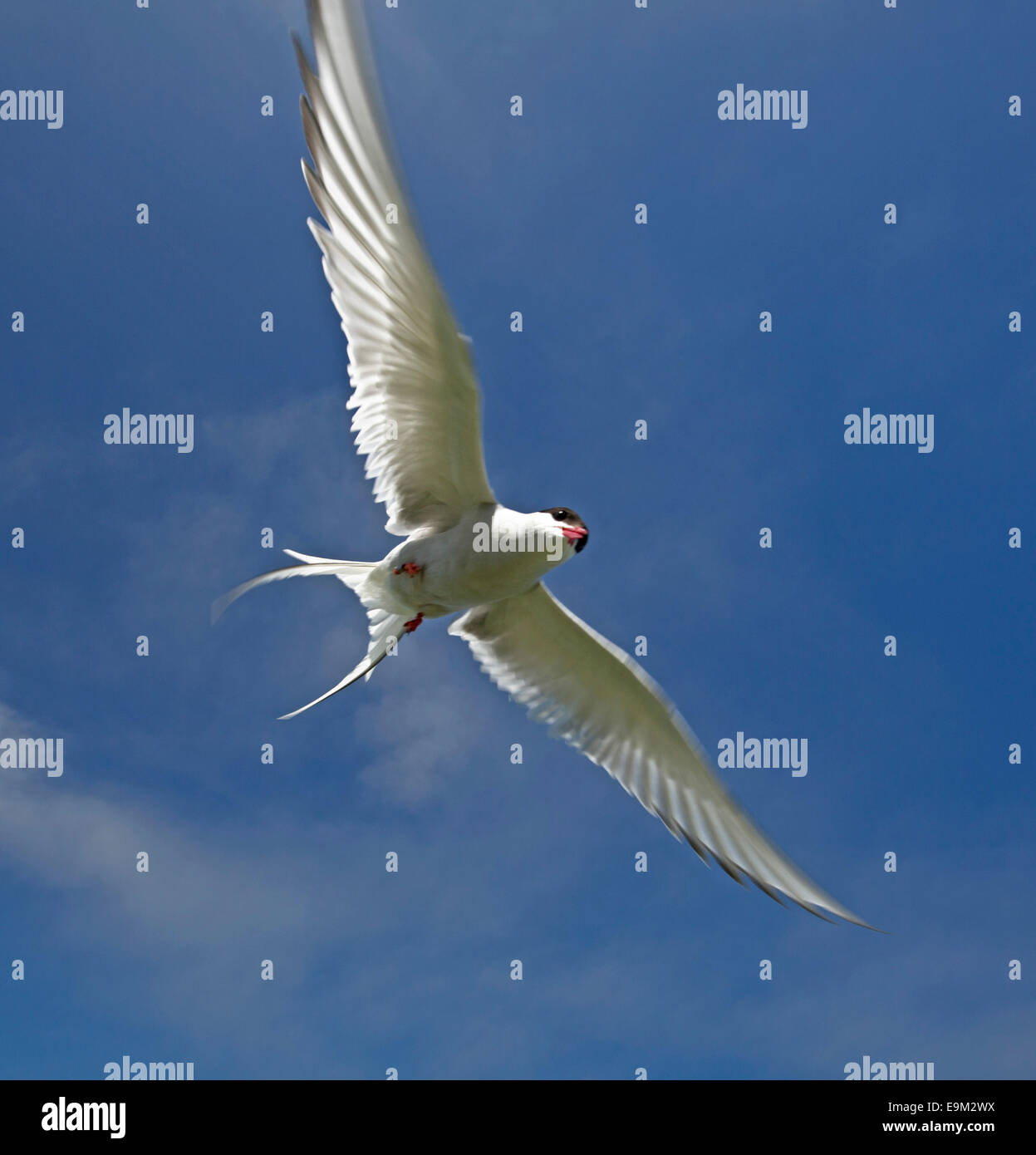 Sterne arctique au bec rouge grande ouverte Banque de photographies et ...