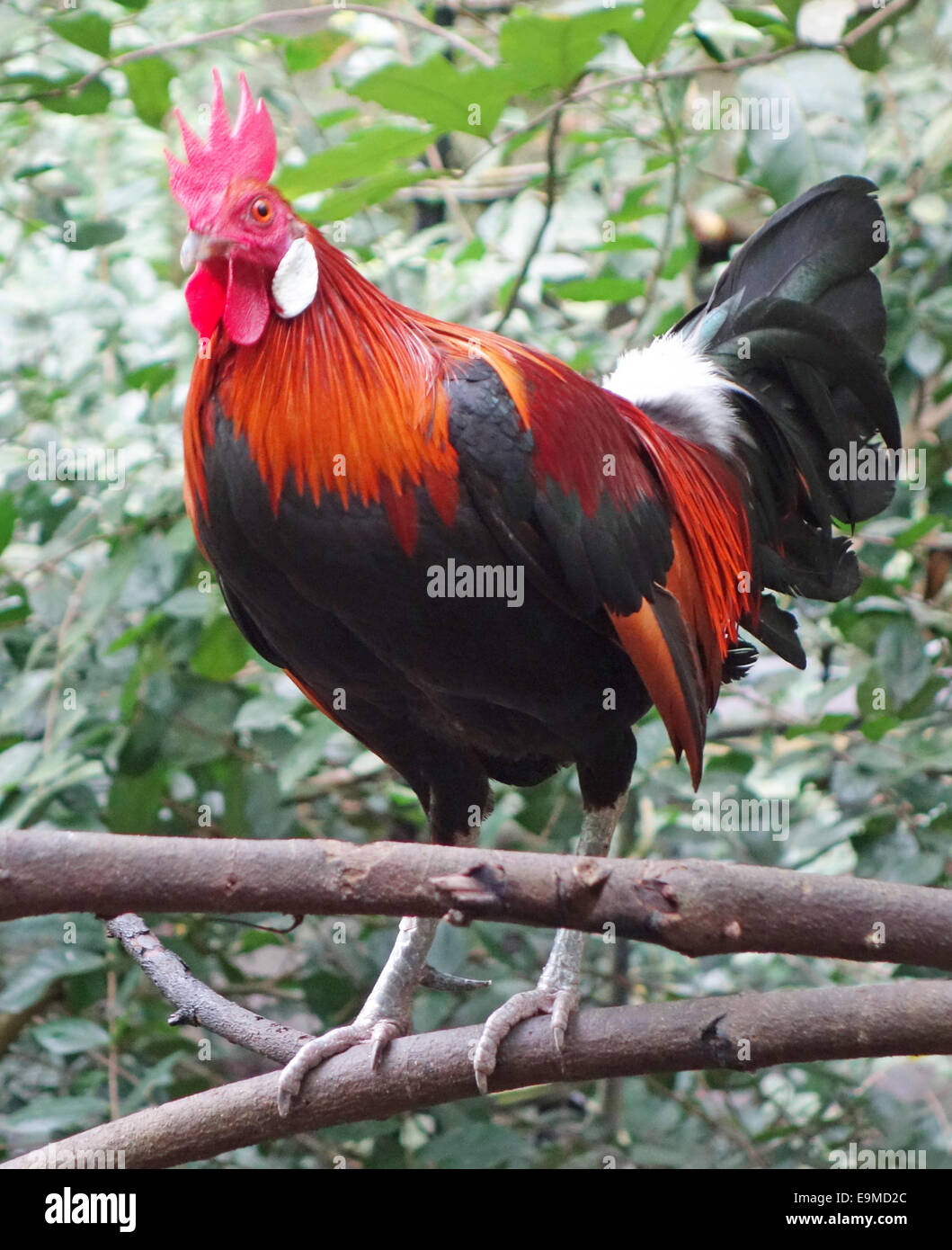 Le coq au plus rouge Banque de photographies et d’images à haute ...