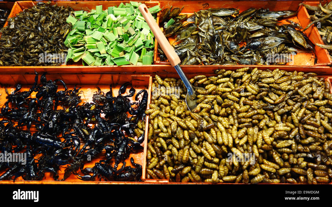 Insectes Frits Banque d'image et photos - Alamy