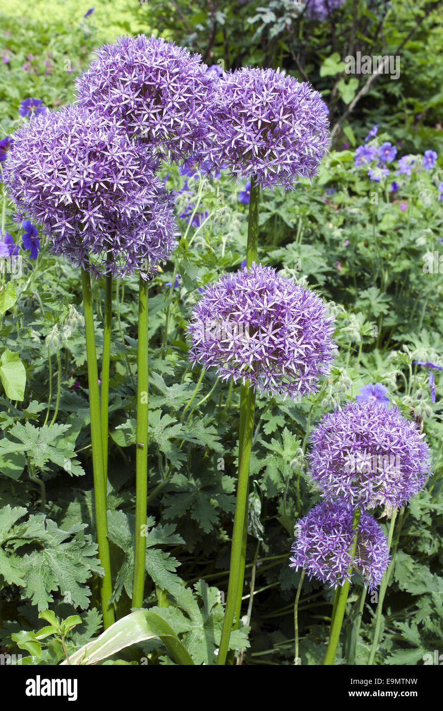 Allium giganteum Banque de photographies et d’images à haute résolution ...