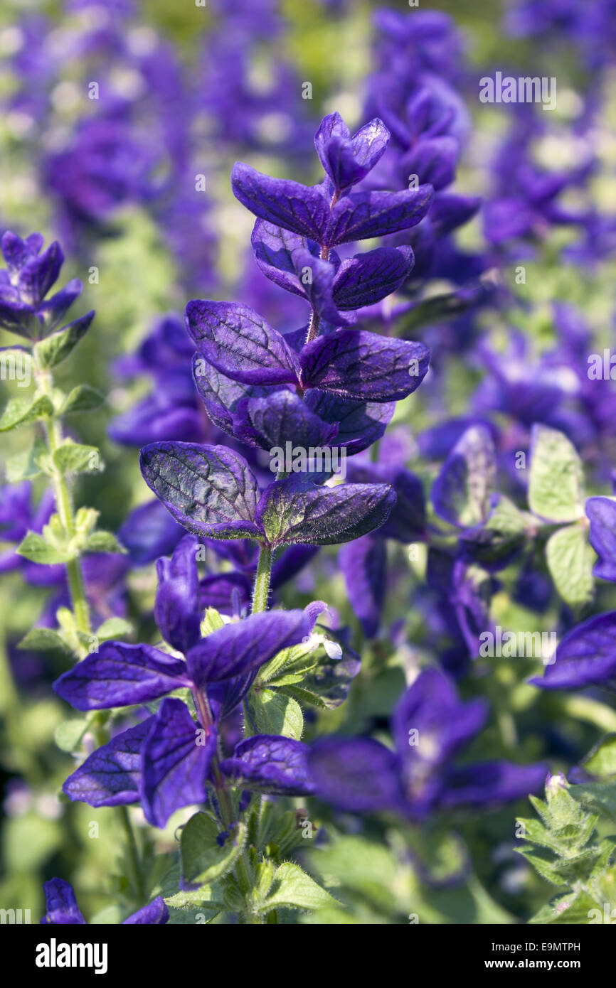 Plante de salvia horminum Banque de photographies et d’images à haute ...