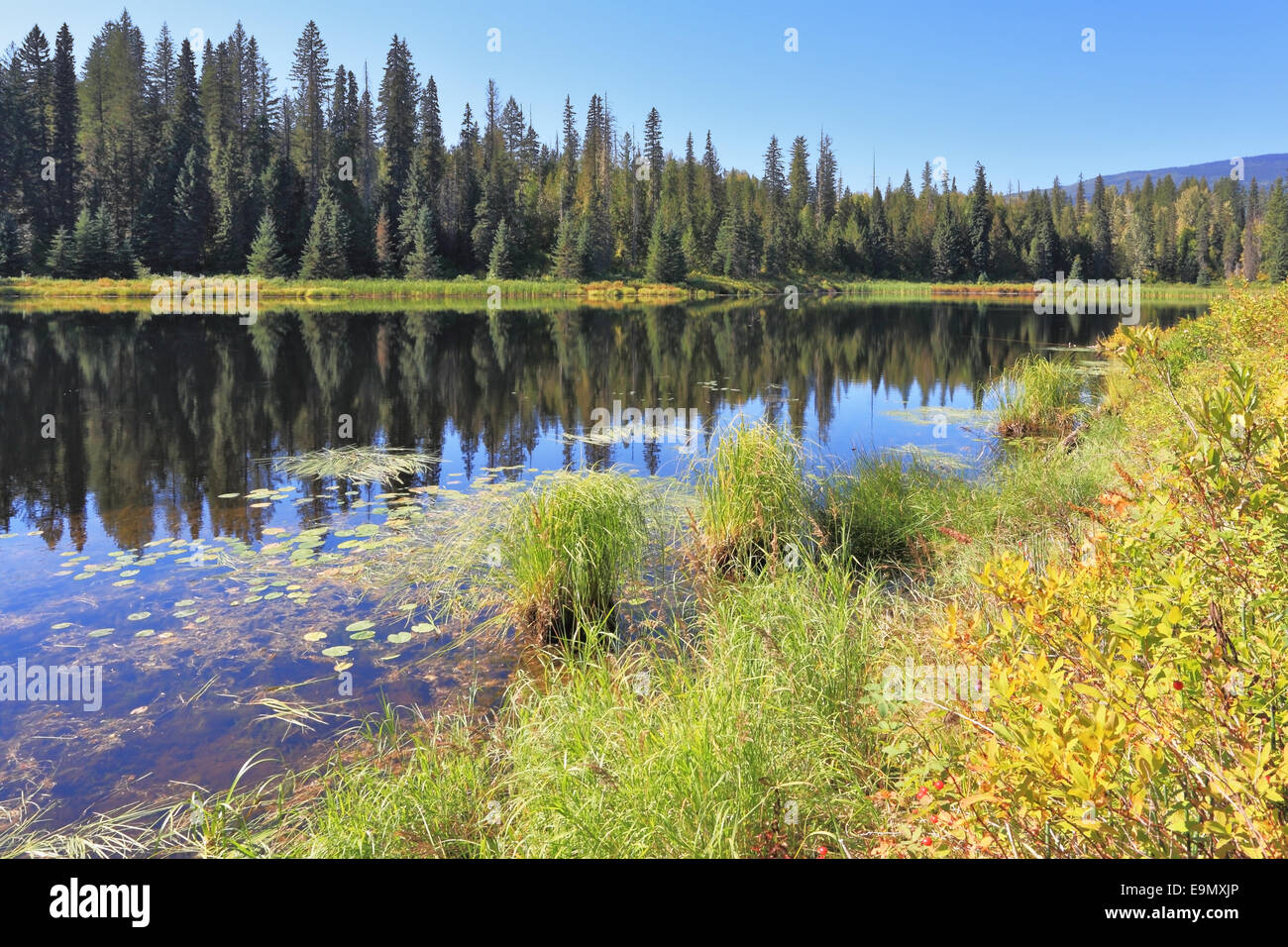 Forêt dense Banque de photographies et d’images à haute résolution - Alamy