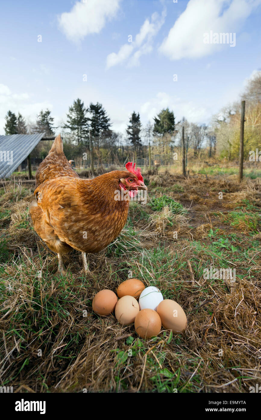 Poule rouge rhode island Banque de photographies et d’images à haute ...