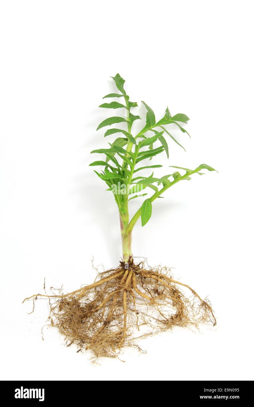 Valerianae radix Banque de photographies et d’images à haute résolution ...