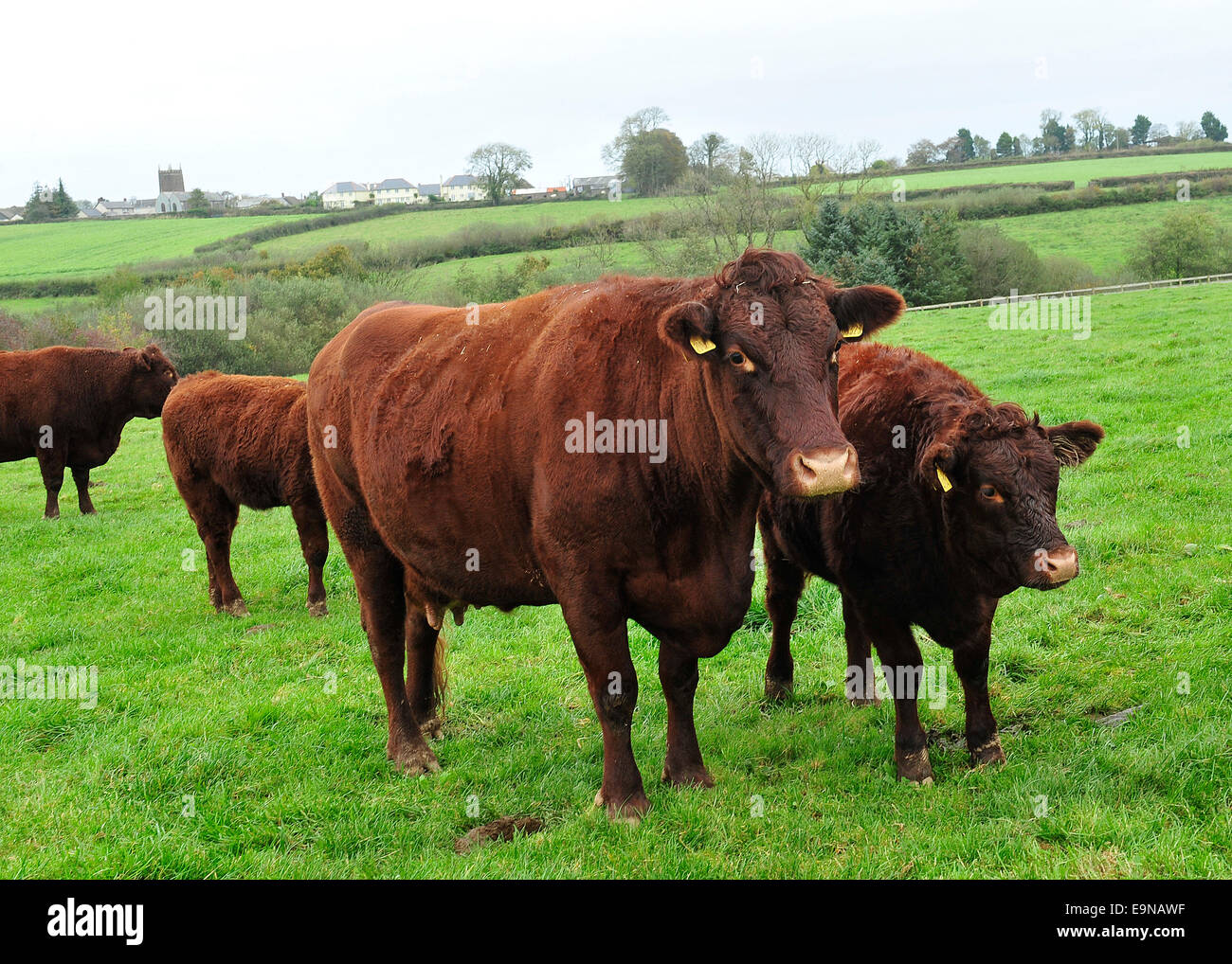 Vaches dans le champ devon Banque de photographies et d’images à haute ...