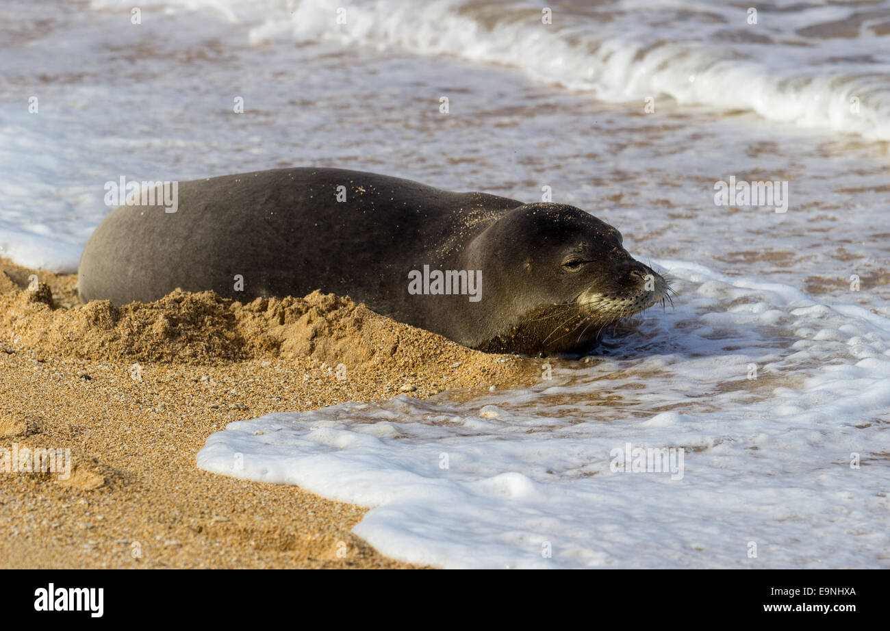 Phoque Moine Sur La Plage Banque d'image et photos - Alamy
